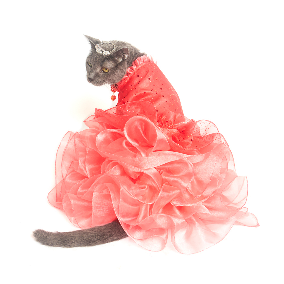 I Gave My Cat The Best Birthday Party Ever