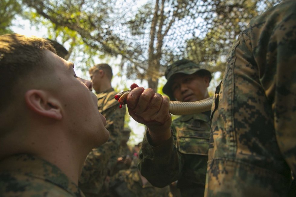 These pictures of Marines drinking Cobra blood are as grisly as you'd ...