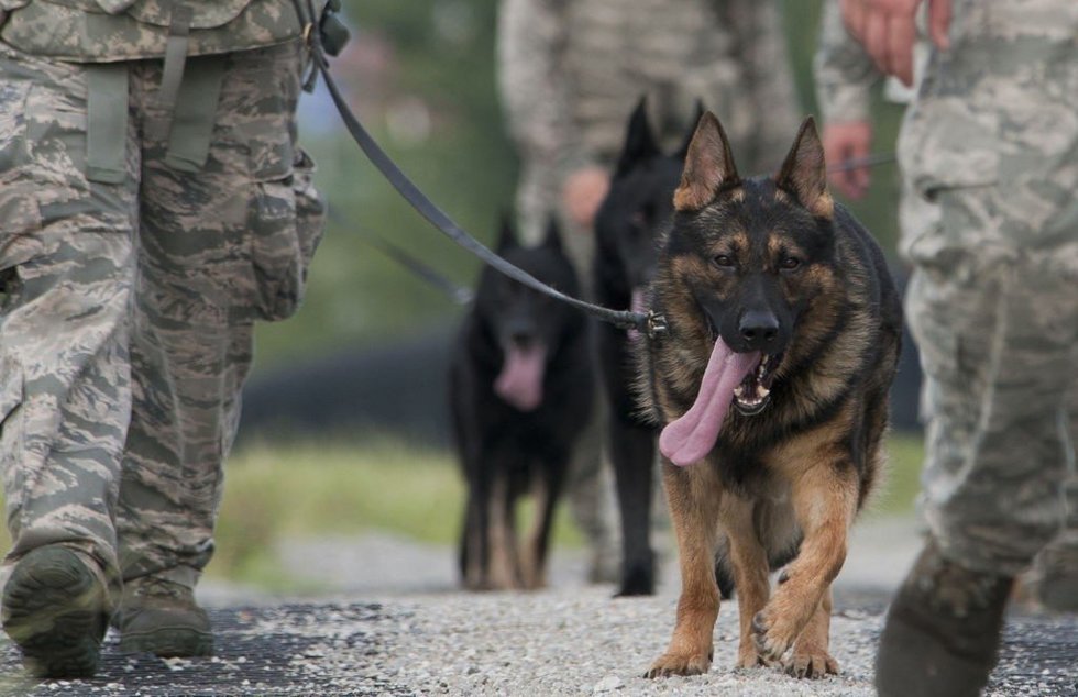 15 awesome photos of military working dogs - We Are The Mighty