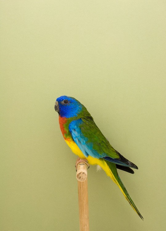 Photos: Colorful Birds On Display In High-Contrast Portraits