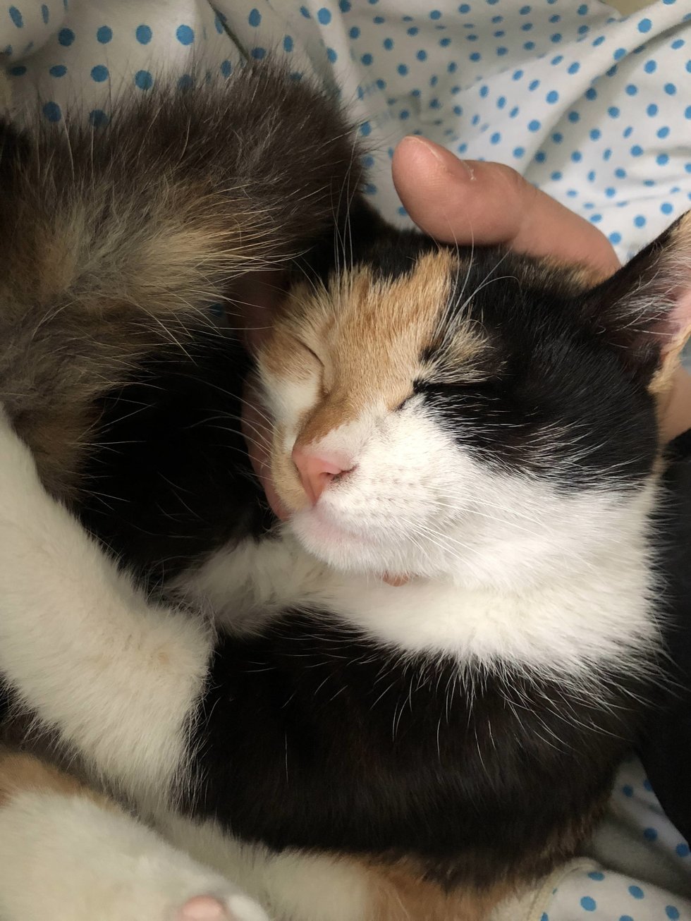 Tiny Kitten Rejected By Her Own Mom Finds Love In This Guy… Love Meow
