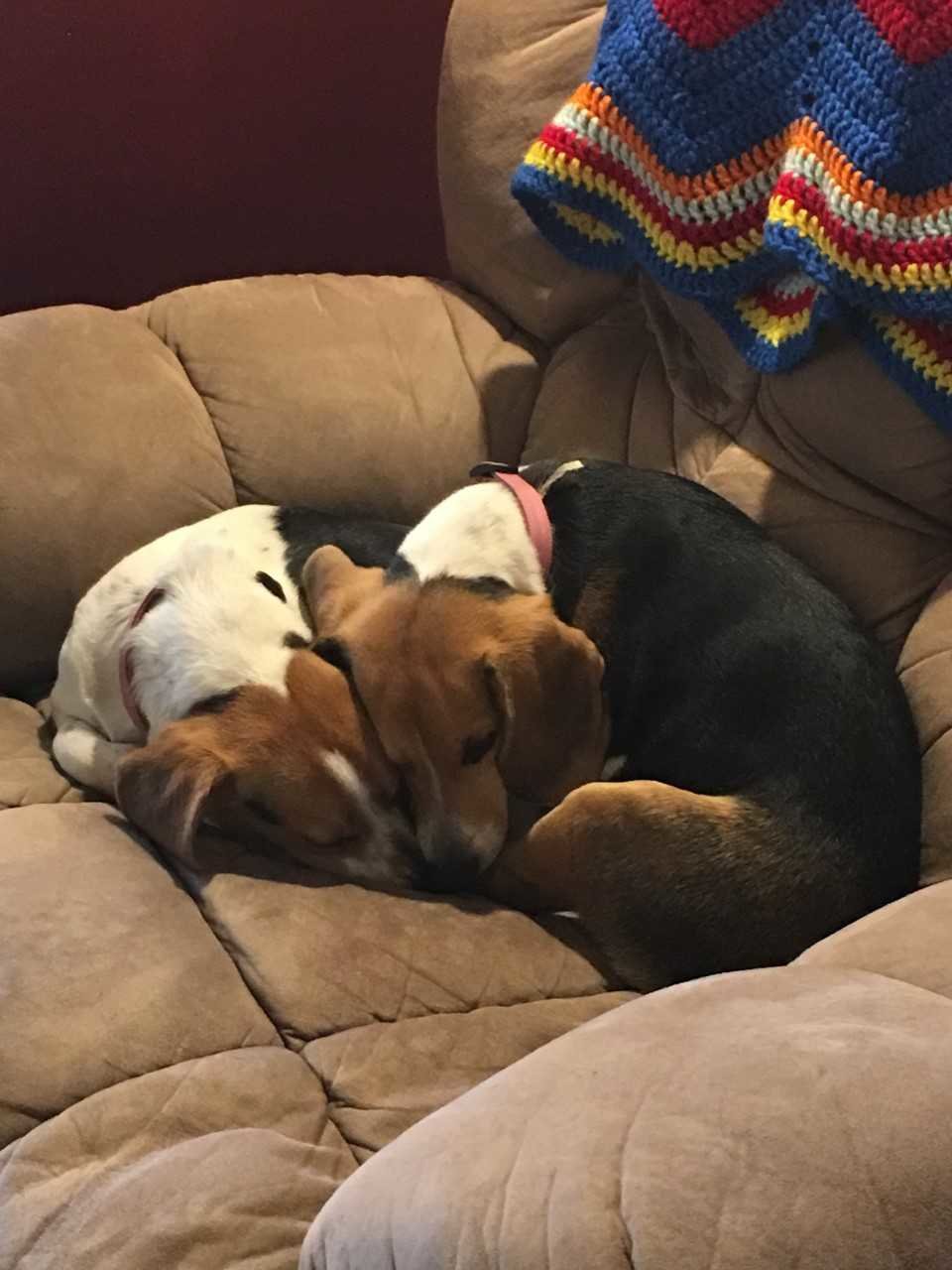 8 Things To Love About Basset Hounds
