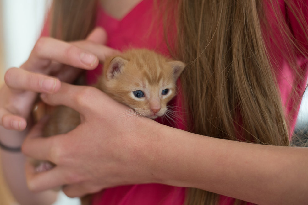 7 Fun Facts That Will Change How You View Giraffes