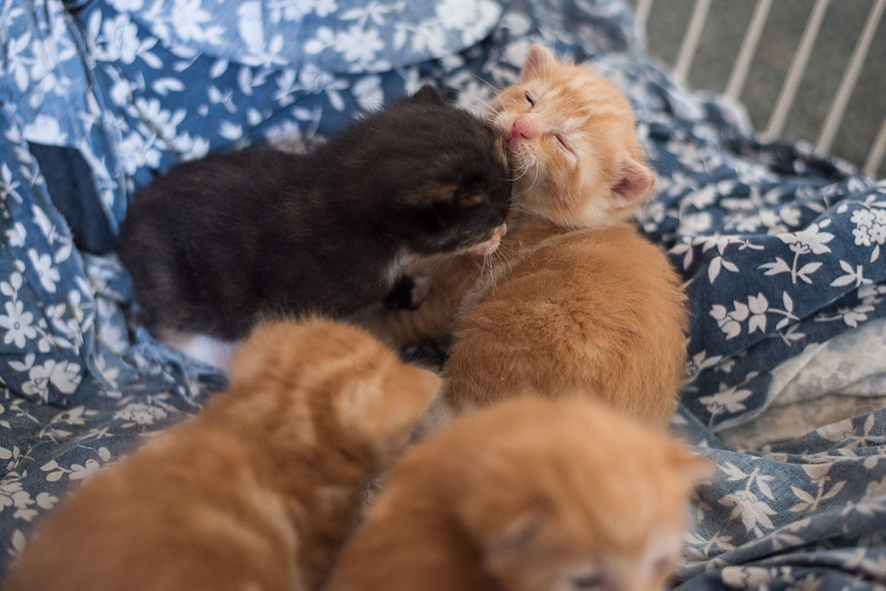 7 Fun Facts That Will Change How You View Giraffes