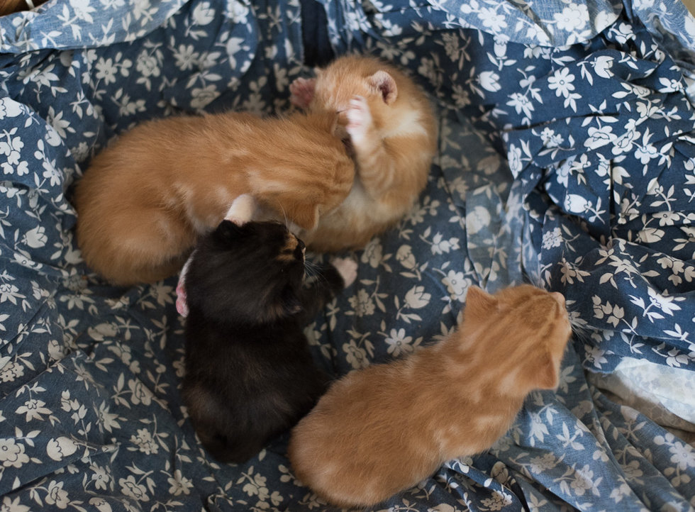 7 Fun Facts That Will Change How You View Giraffes