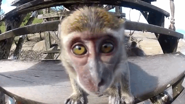 Inquisitive Monkey Says Cheese For Tourist’s Camera