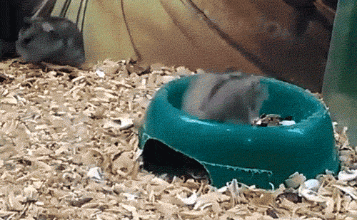 6 Reasons Hamsters Are Simultaneously The Best And The Worst Pets