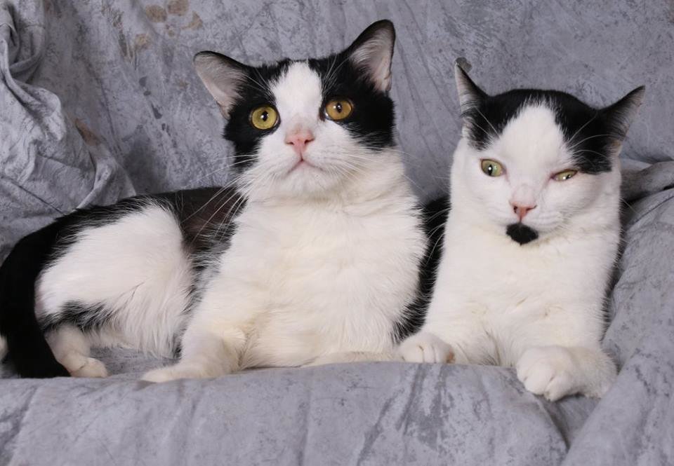 5 Famous Special Needs Cats And Their Inspirational Stories