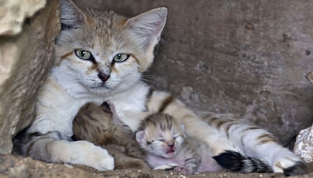 Rare Sand Cat Who Lost Her Mate Makes A Very Special Delivery
