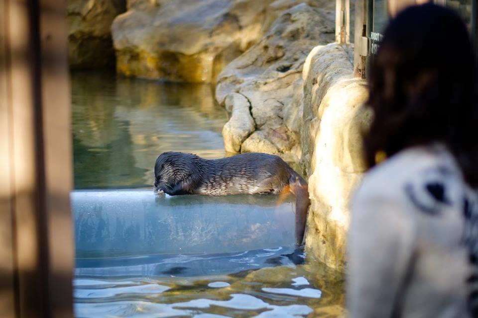 Why Orcas Shouldn't Be Held Captive