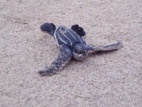 5 Ways Your Vacation Is Killing Sea Turtles