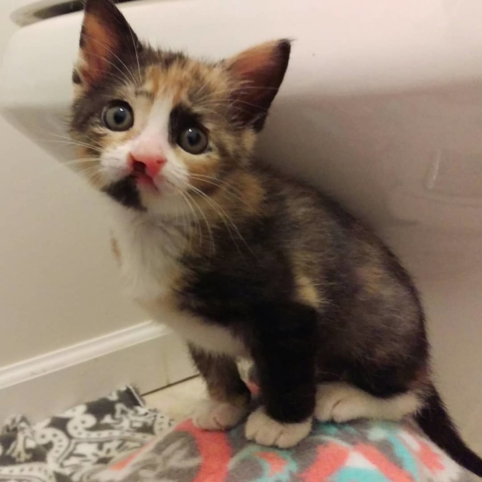 Calico Kitten Can't Grow But a Couple Changes Her Life Forever - Love Meow