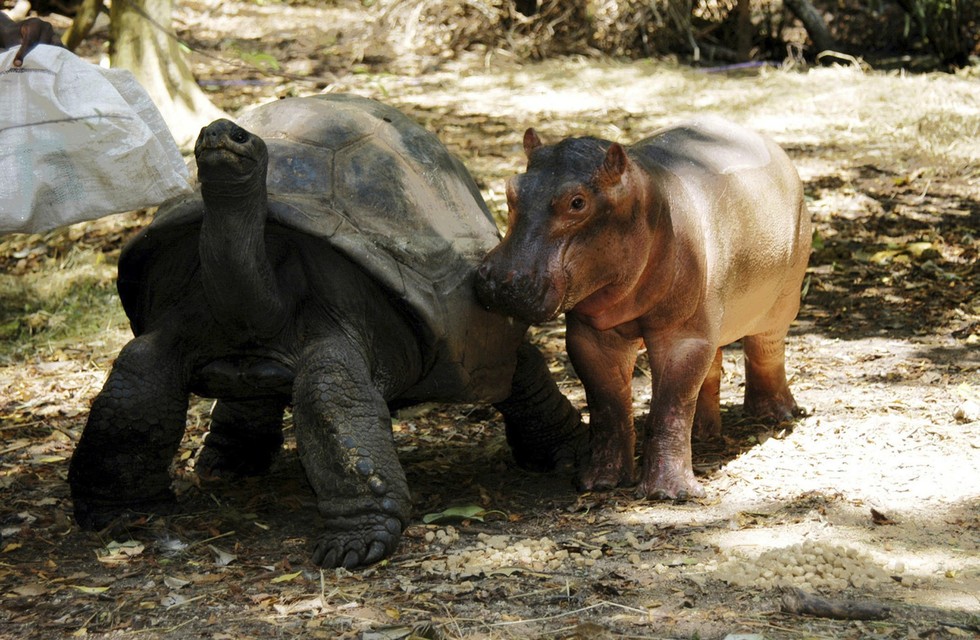 12 Remarkable Interspecies Relationships That Prove Adoption Isn't Just ...