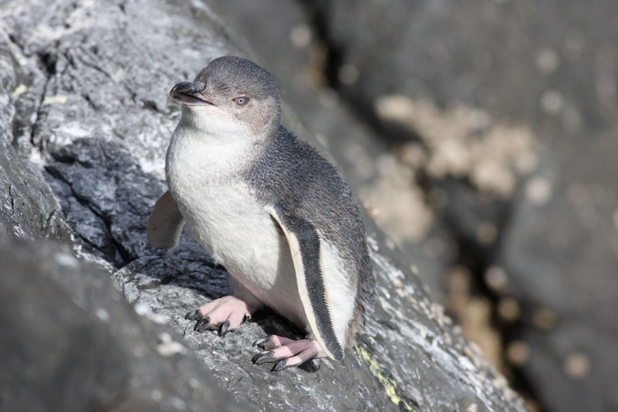 The 18 Best Penguin Species (All Of Them)
