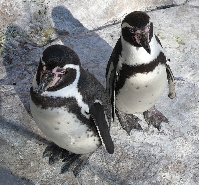 The 18 Best Penguin Species (All Of Them)