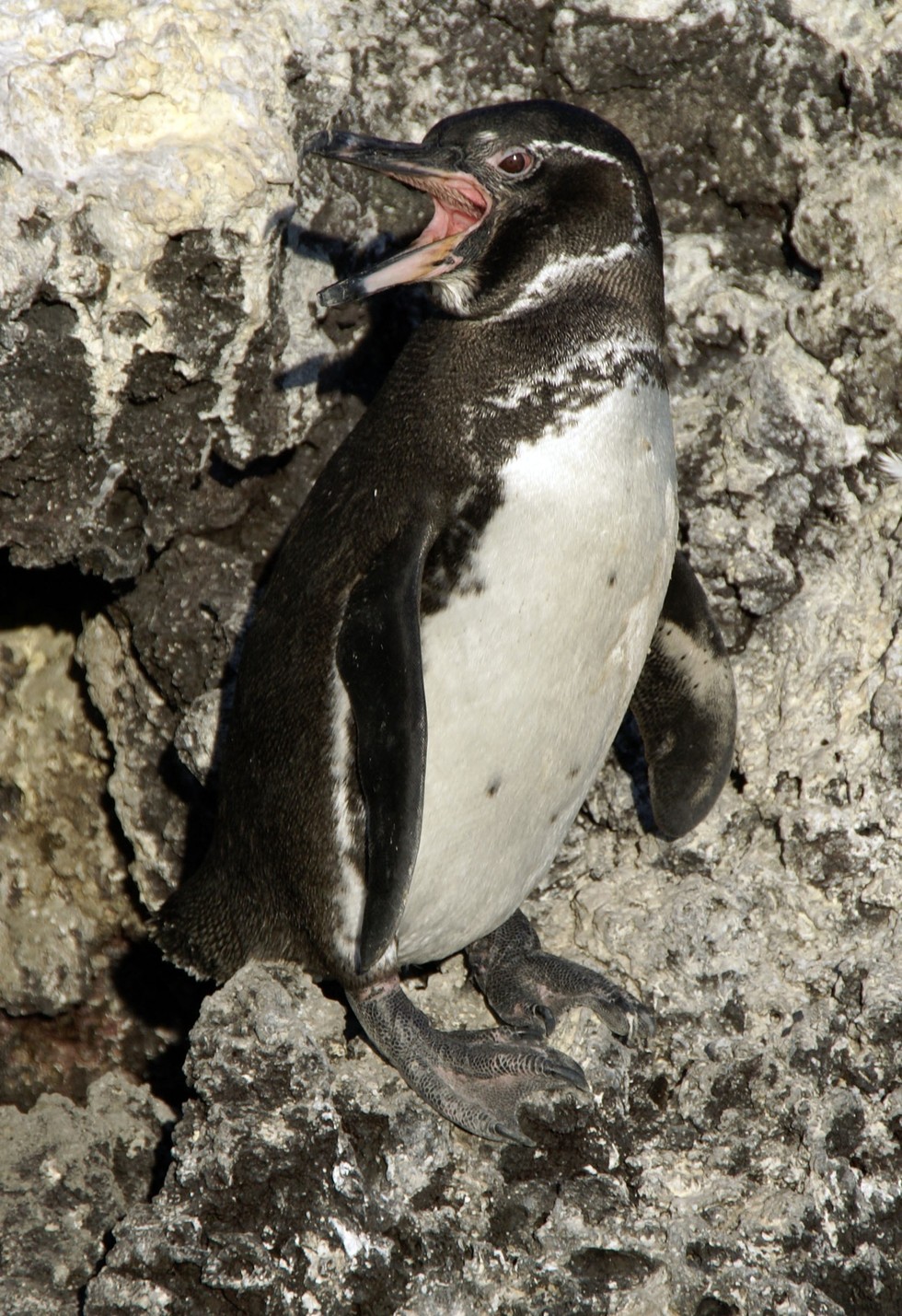 The 18 Best Penguin Species (All Of Them)