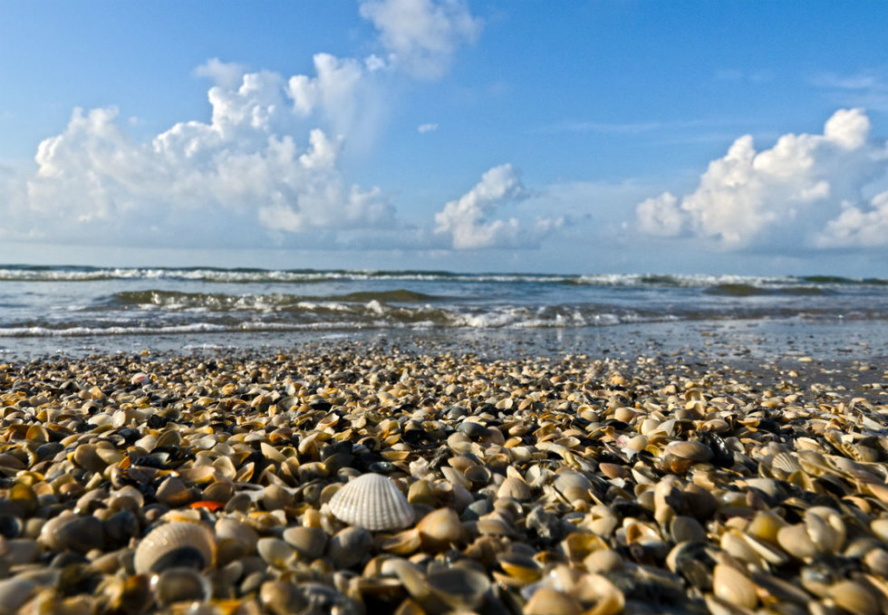 The south's best beaches for seashells - It's a Southern Thing