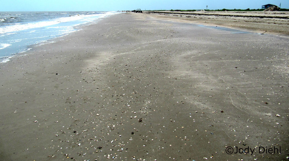 The south's best beaches for seashells - It's a Southern Thing