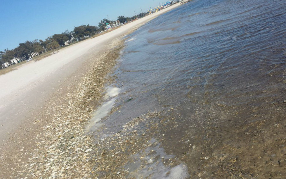 The south's best beaches for seashells - It's a Southern Thing