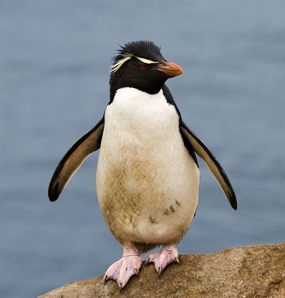 The 18 Best Penguin Species (All Of Them)