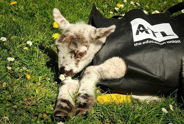 This Disabled Lamb Is Learning To Walk With A Homemade Baby Bouncer