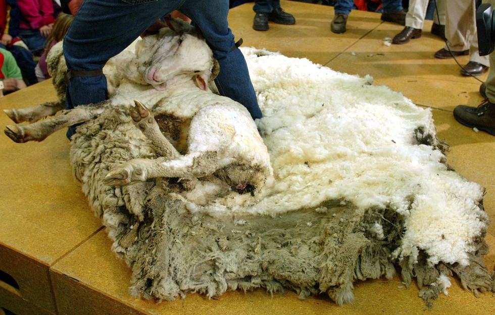 Sheep Decides To Keep Wool, Hides Out In Cave For 6 YEARS