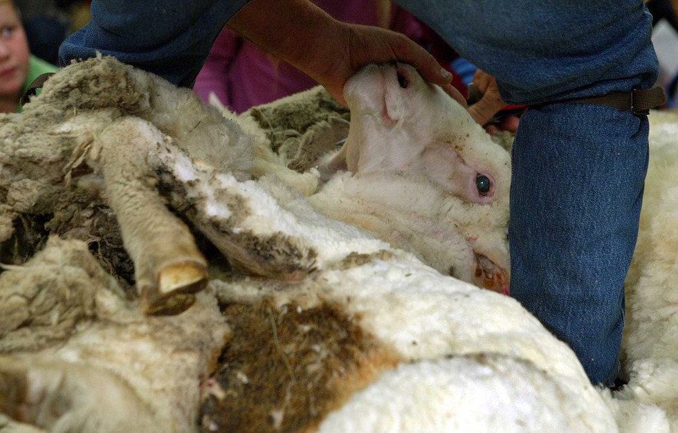 Sheep Decides To Keep Wool, Hides Out In Cave For 6 YEARS