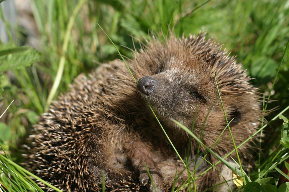 21 Facts About Hedgehogs That Will Make Your Day