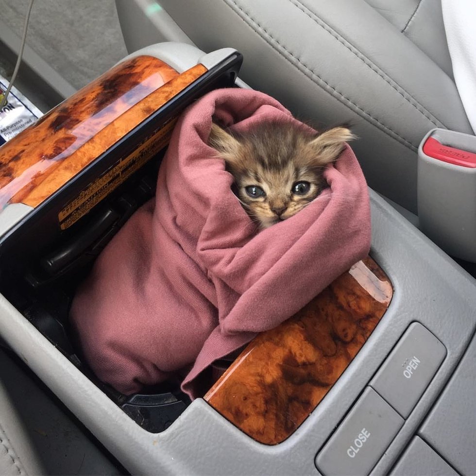 Woman Rescued Kitten Born With Backwards Legs While Others Decided to ...
