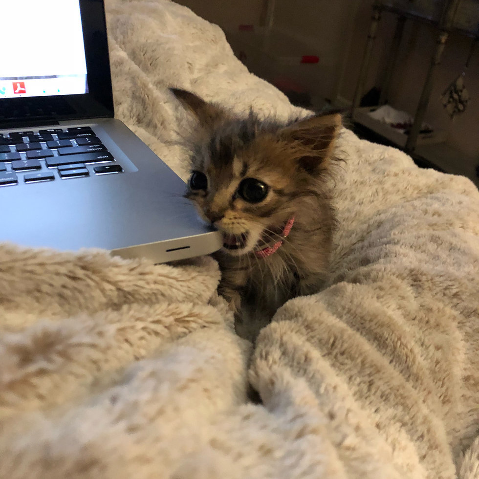 Woman Rescued Kitten Born With Backwards Legs While Others Decided to ...