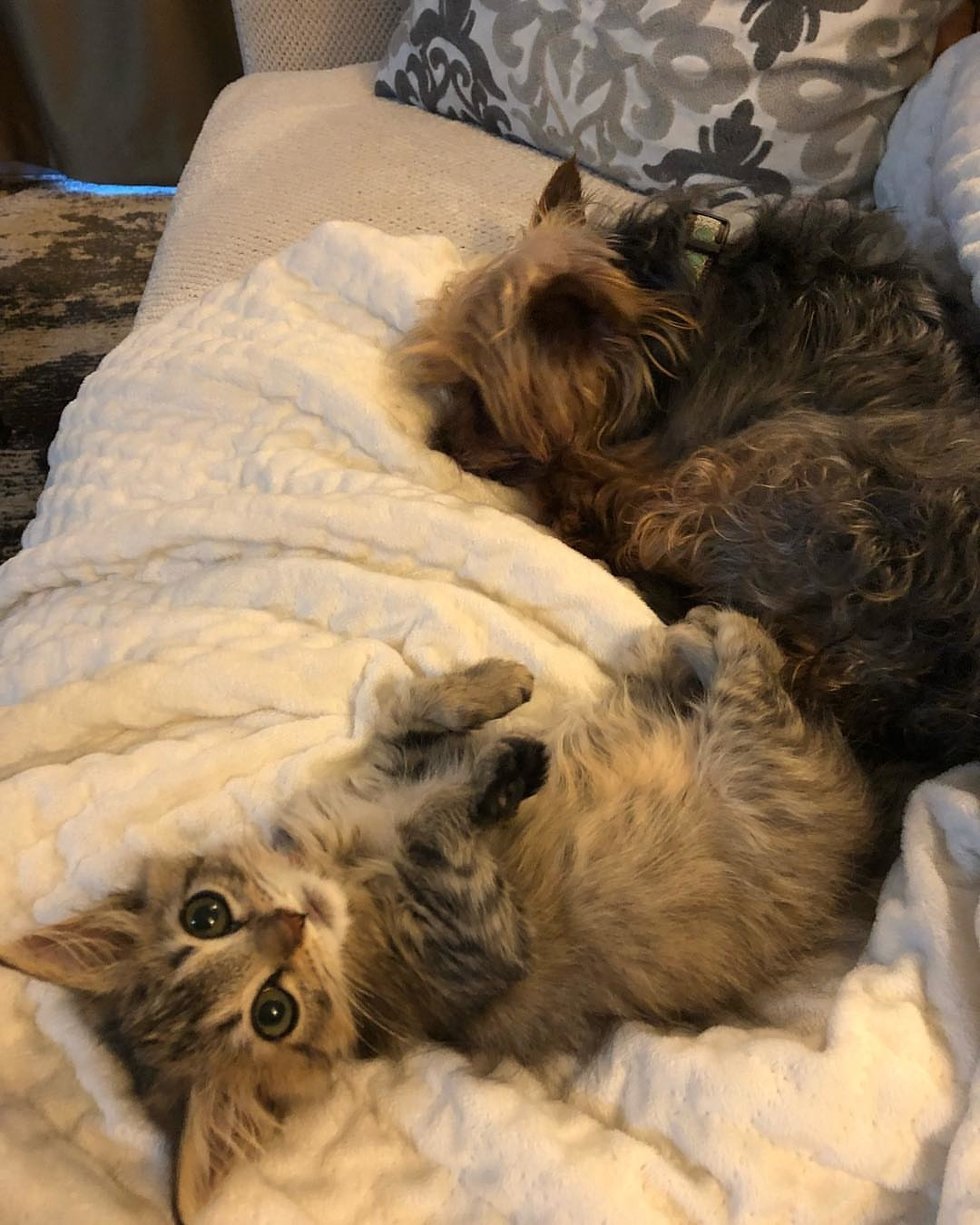 Woman Rescued Kitten Born With Backwards Legs While Others Decided to ...