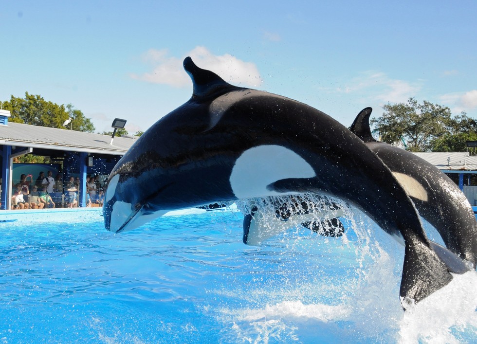 The Truth About 'The Truth About Blackfish'