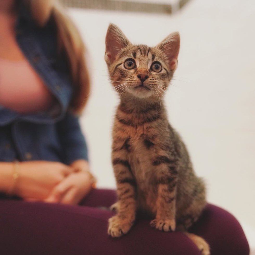 Kitten Found Crawling on Sidewalk, Has His Life Turned Around and Won't ...