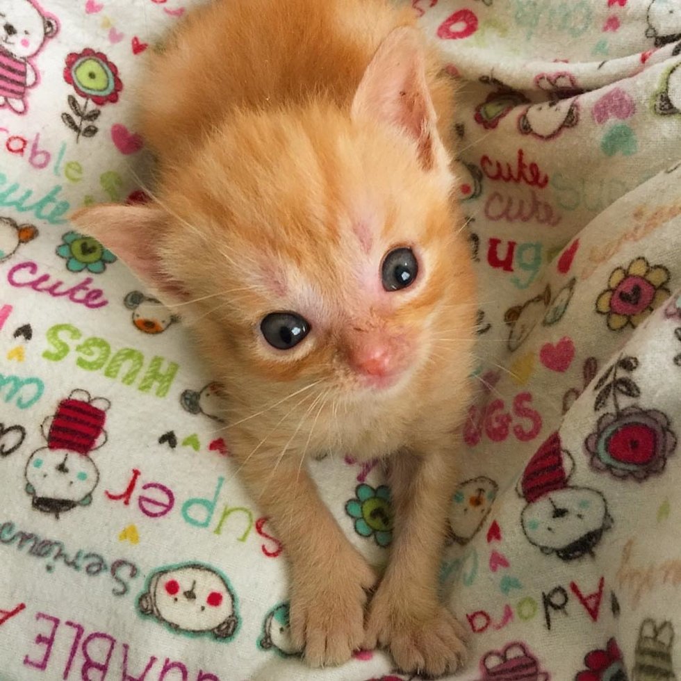 Kitten Saved from Streets Became Smallest Kitty to Receive Life-saving ...