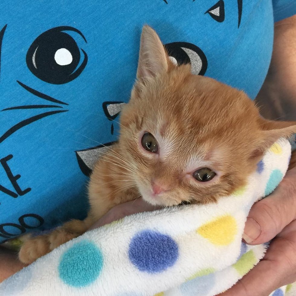 Kitten Saved from Streets Became Smallest Kitty to Receive Life-saving ...