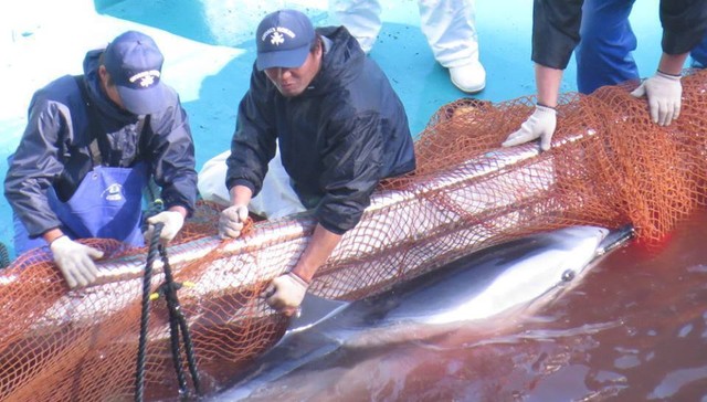 Massive Annual Dolphin Slaughter Starts Once Again