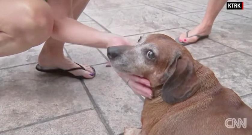 Obese Dachshund Dropped Off At Shelter Weighing Double What He Should