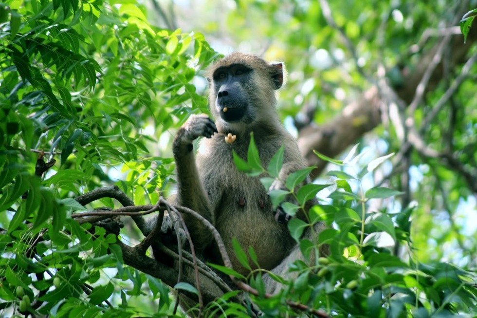 Meet one of the biggest monkeys on the planet.