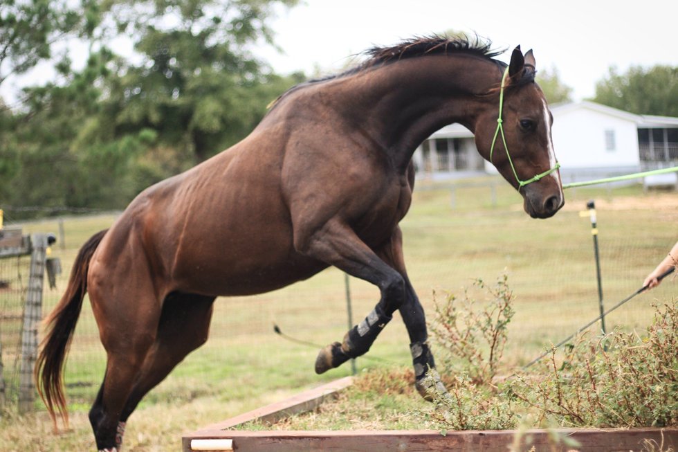 Importance Of Groundwork For Horses