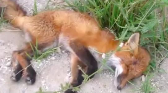 Kind Woman Stops To Bury 'Dead' Fox On The Side Of The Road