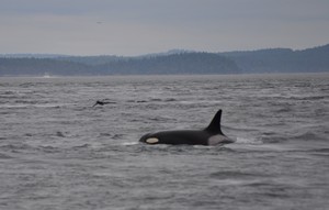 6 Ways Granny The 103-Year-Old Orca Has A Way Better Life Than Any ...