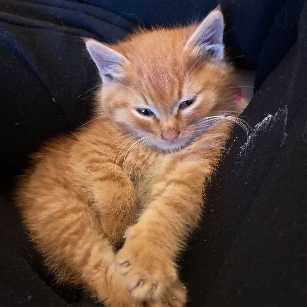 Hissy Kitten Gets His First Cuddle from Rescuer and Realizes He Can't ...