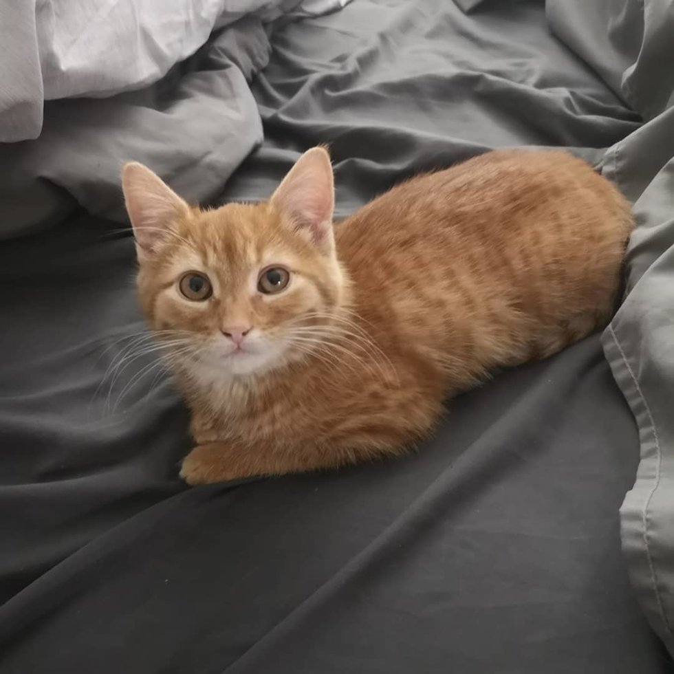 Hissy Kitten Gets His First Cuddle from Rescuer and Realizes He Can't ...