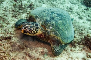 Chinese Fisherman Releases 100-Year-Old Turtle: "He Had Earned His ...