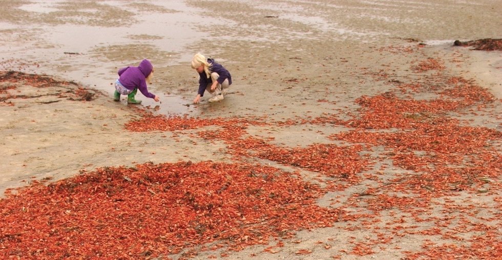 California is being invaded by crabs. Again. Here's why it keeps ...