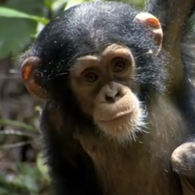 The Most Adorable *Gasp* BABY CHIMPANZEE *Double Gasp* Movie *Faint ...
