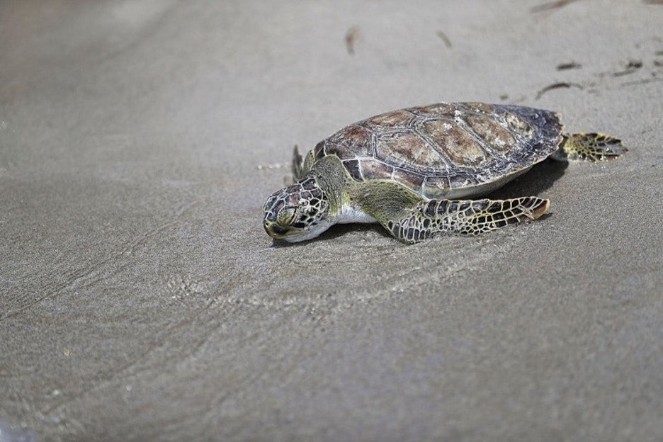 These 5 turtles being helped back into the ocean will make your day ...