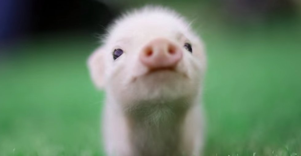 Hate Animal Cruelty And Don't Want To Watch A Video Of It? Watch This ...