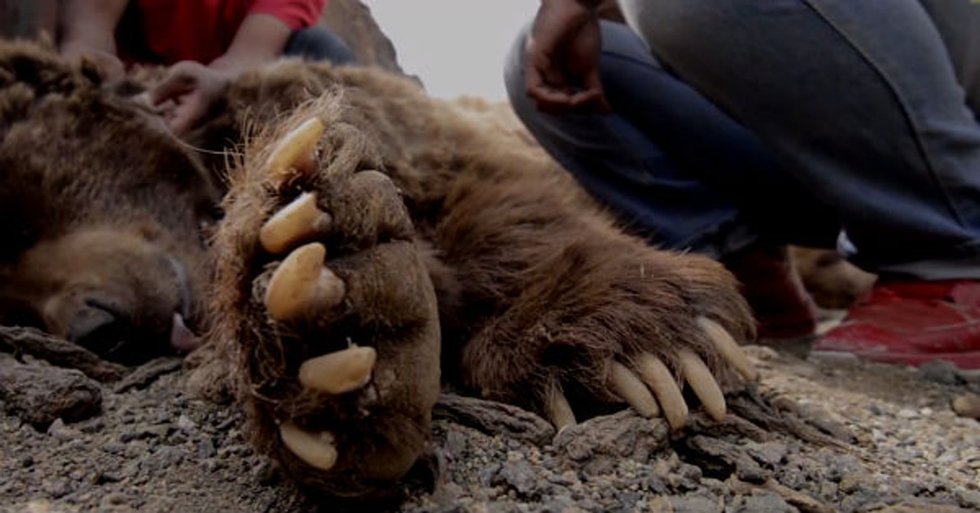 Ever Wonder What The World's Rarest Bear Looks Like? Better Hurry ...