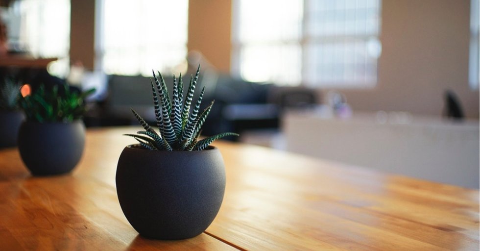 Some people talk to their plants. These plants talk to each other ...